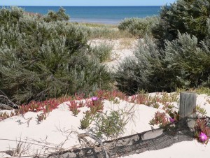 Seaside Dragons | Naturally South Australia