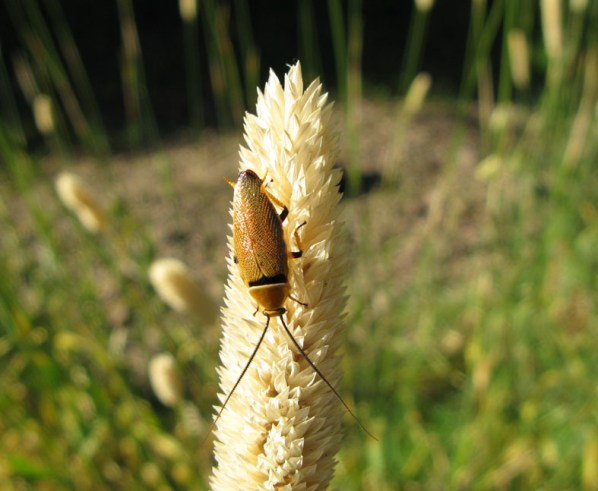 A Morning Walk Along Dry Creek | Naturally South Australia
