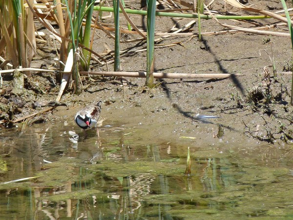 Salisbury’s Urban Wetlands | Naturally South Australia