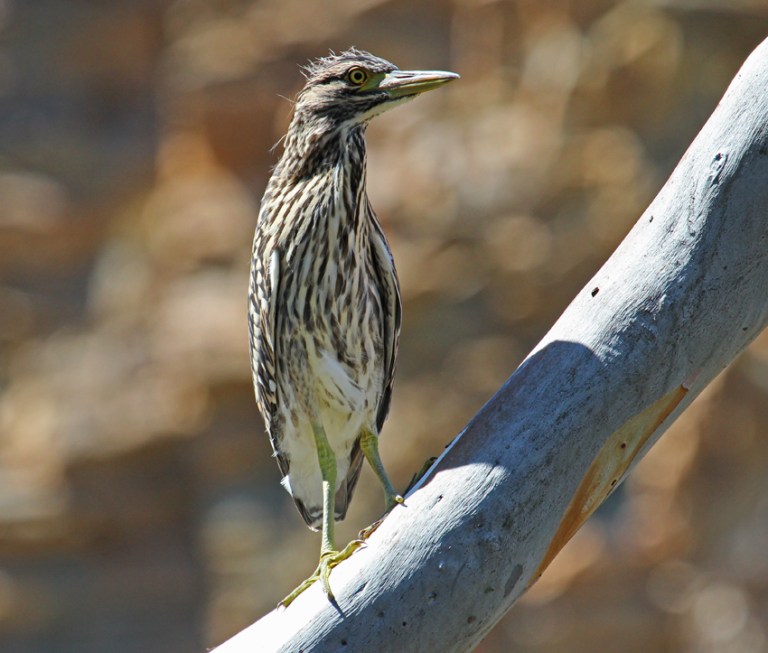 April | 2015 | Naturally South Australia