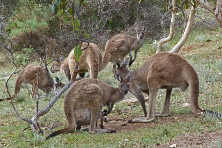 June | 2015 | Naturally South Australia