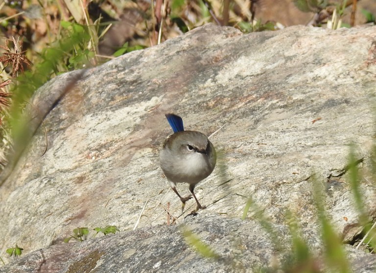 superb blue wren | Naturally South Australia