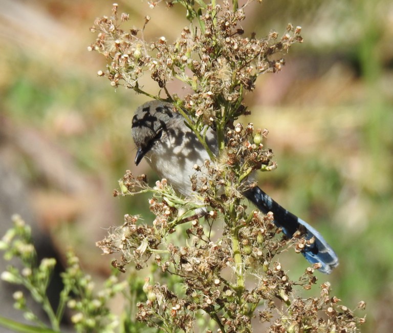 superb blue wren | Naturally South Australia