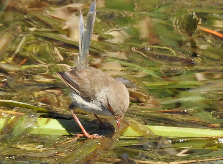 superb blue wren | Naturally South Australia