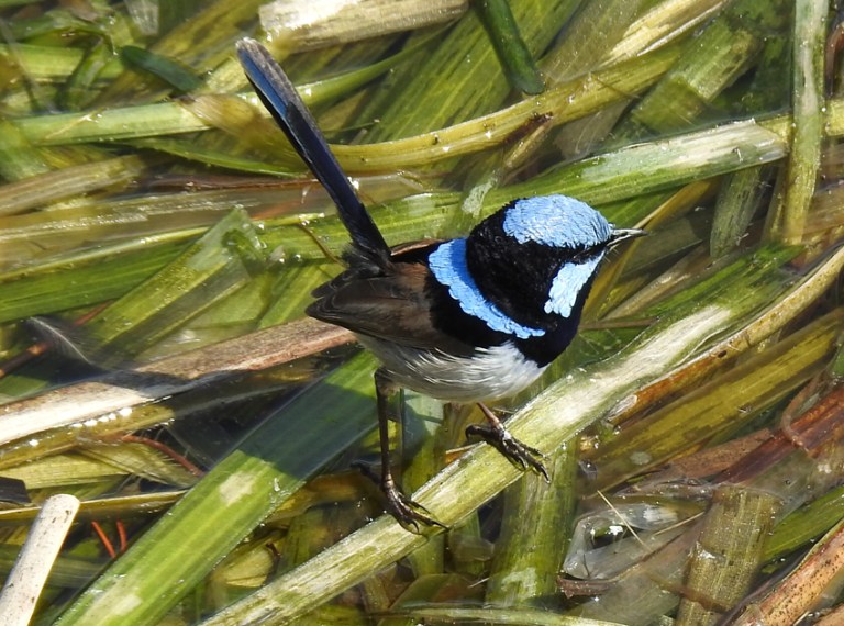 superb blue wren | Naturally South Australia