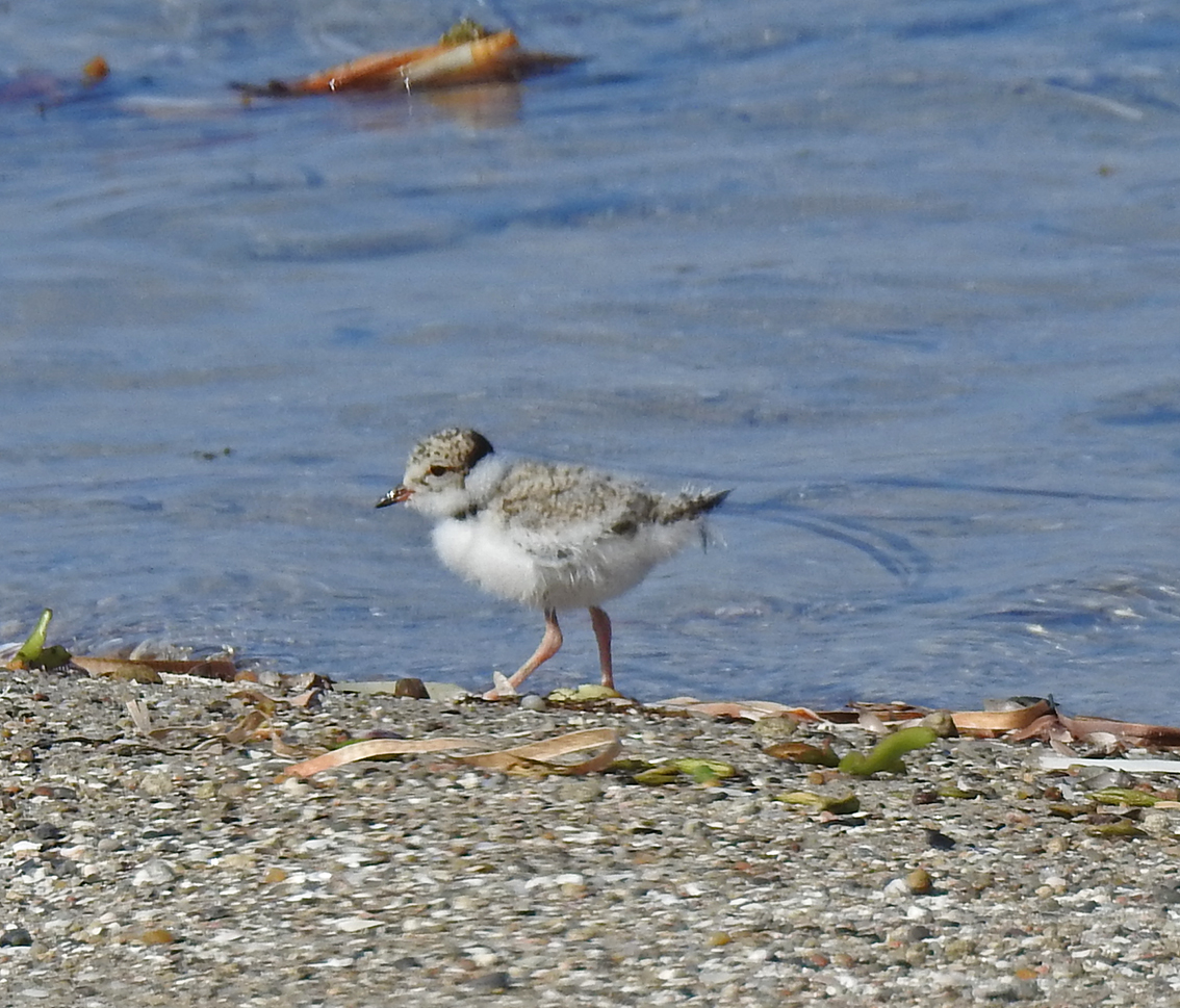 Victor Harbor…..A Foreshore Walk | Naturally South Australia
